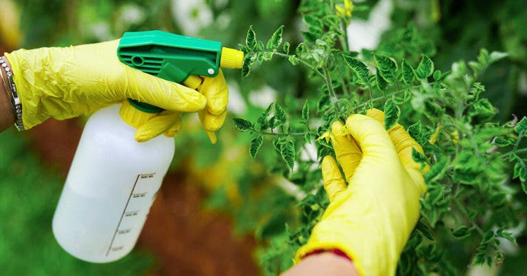 Comment faire un anti-pucerons naturel au vinaigre blanc