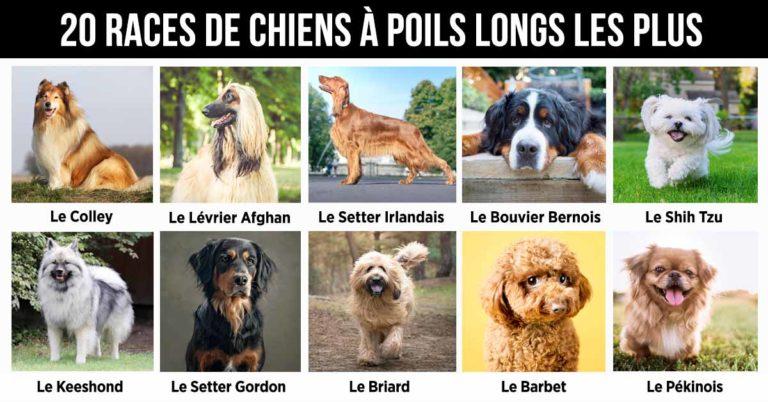 20 races de chiens à poils longs les plus élégants