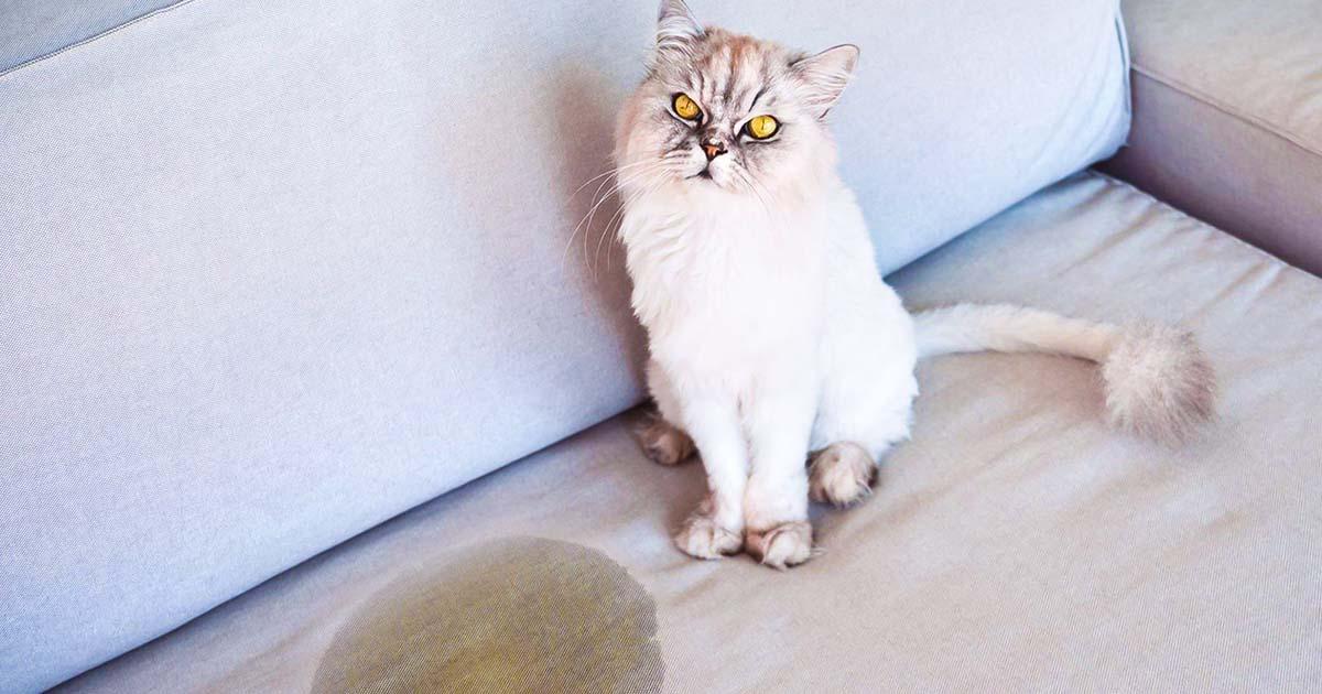 3 astuces de grand-mères pour enlever l’odeur d’urine de chat