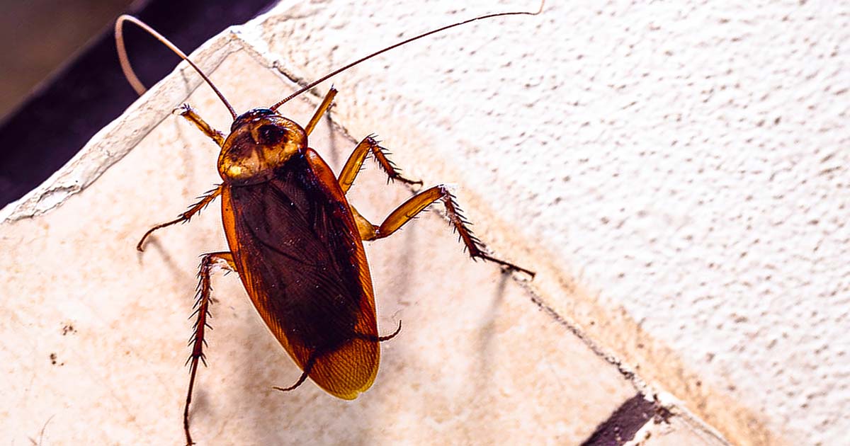 Insectes et nuisibles