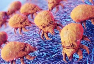 Petits insectes noirs à la maison : astuces pour les identifier et les ...