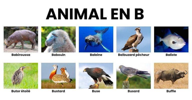 Animal en B : la liste des animaux commençant par B