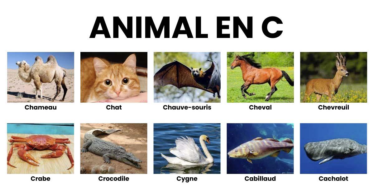 Animaux en B : la liste des animaux commençant par B