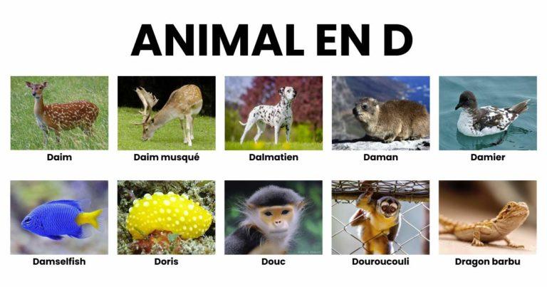 Animal en D : la liste des animaux commençant par D