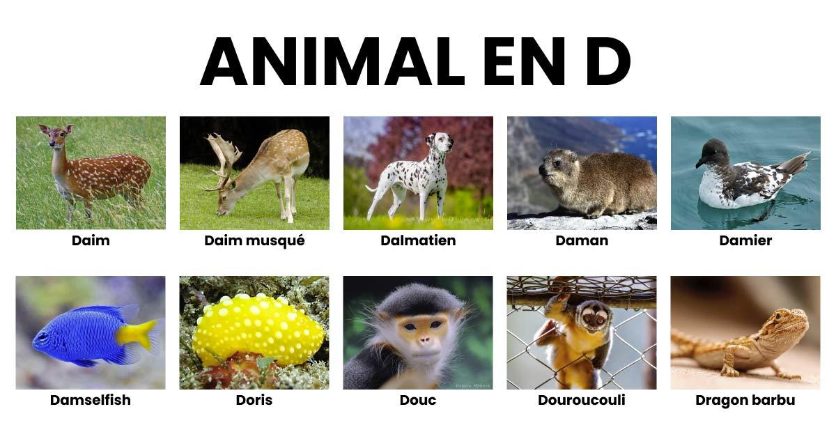 Animal en P : la liste des animaux commençant par P