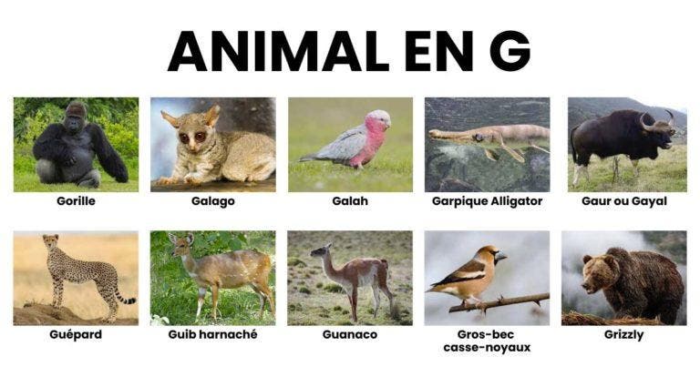 Animal en G : la liste des animaux commençant par G
