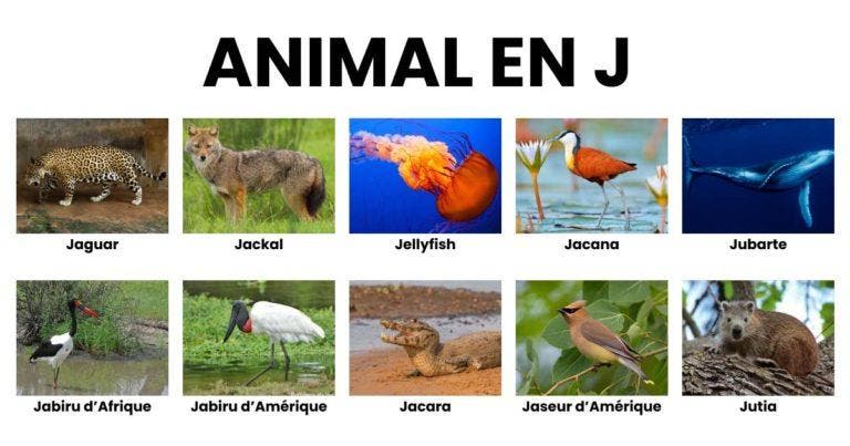 Animal en J : la liste des animaux commençant par J