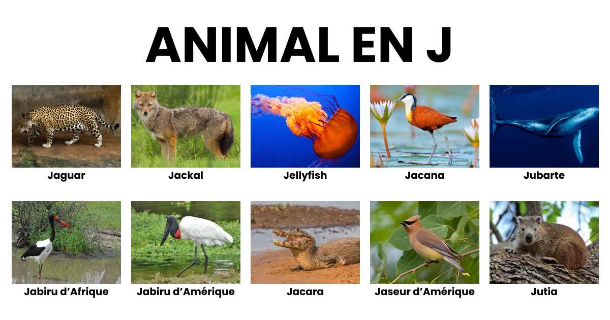 Animal en C : la liste des animaux commençant par C