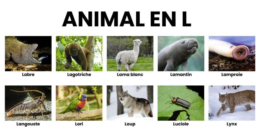 Animaux en B : la liste des animaux commençant par B