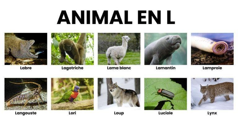Animal en L : la liste des animaux commençant par L