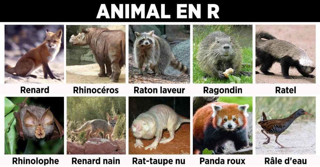 Animal en R : la liste des animaux commençant par R