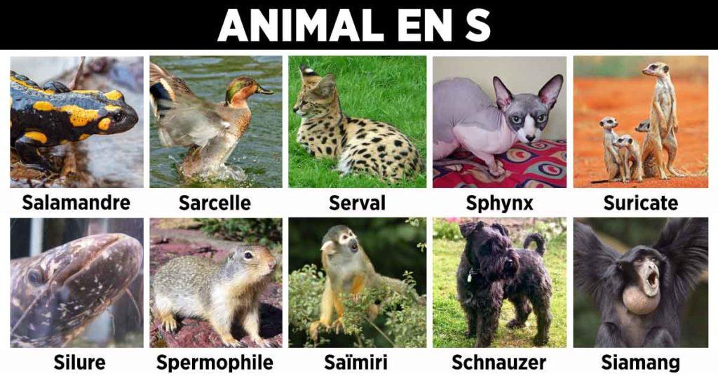 Animal en S : la liste des animaux commençant par S