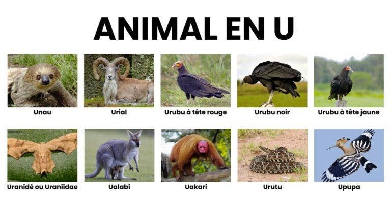 Animal en U : la liste des animaux commençant par U