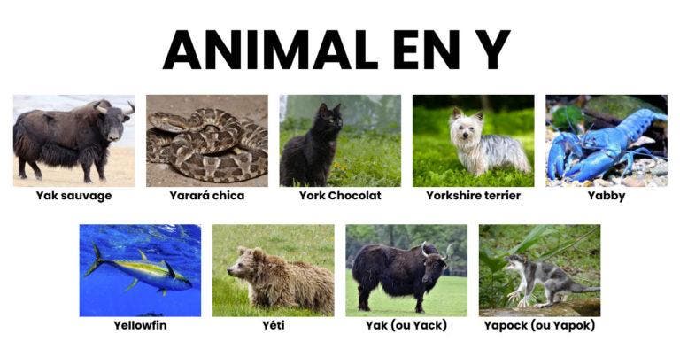 Animal en Y : la liste des animaux commençant par Y
