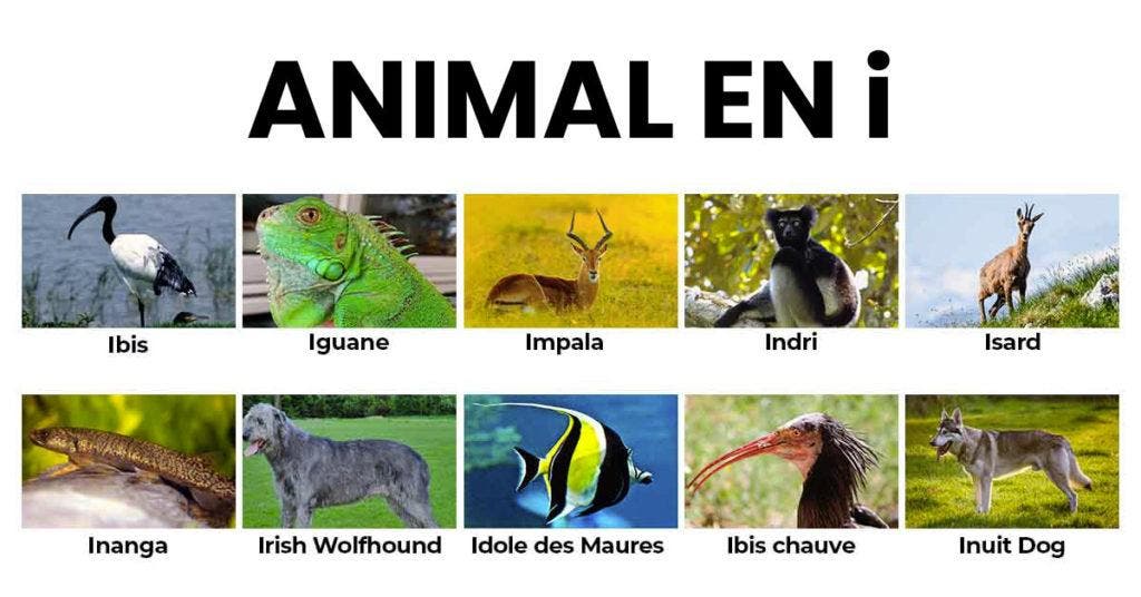 Animal en i : la liste des animaux commençant par i