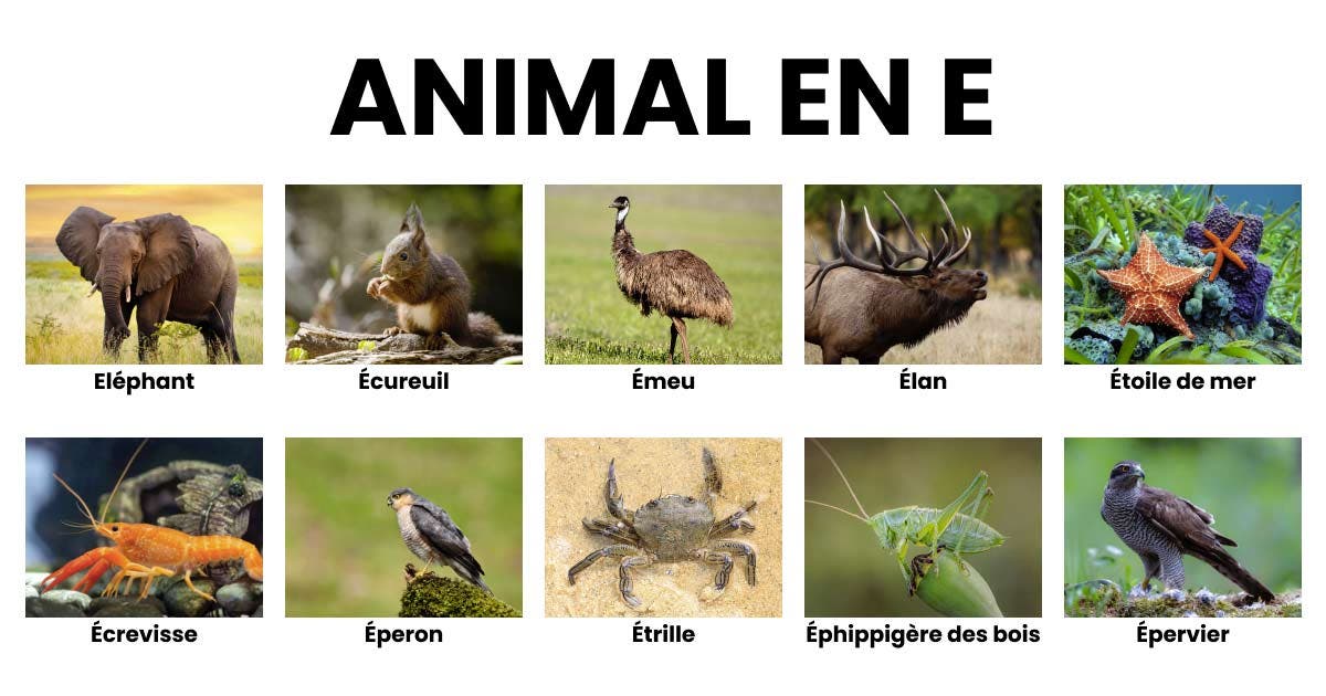 Animal en i : la liste des animaux commençant par i