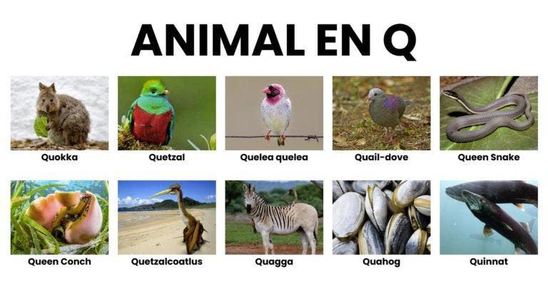 Animal en Q : la liste des animaux commençant par Q
