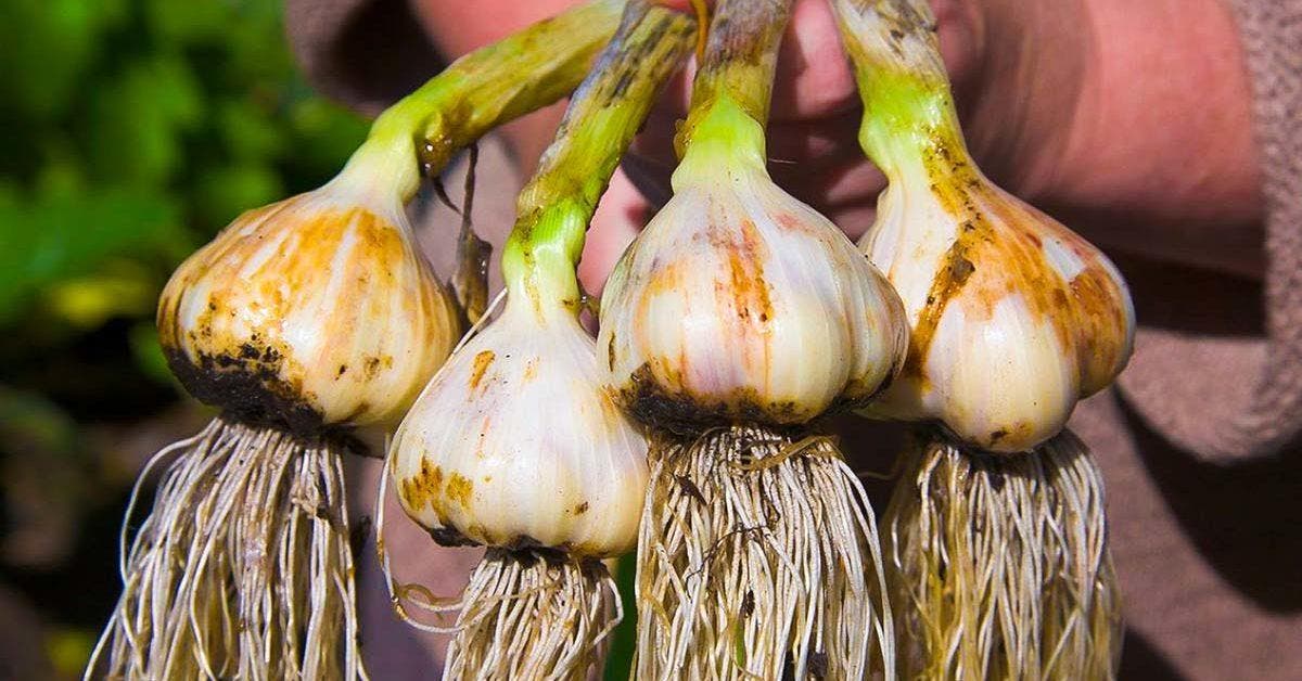 Association potager : 11 fruits et légumes à planter à côté de l’ail