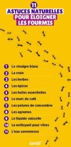 Bicarbonate de soude : l’un des 12 anti-fourmis naturels