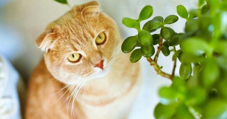 15 plantes toxiques pour un chat