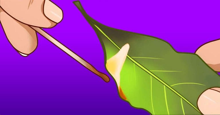 Pourquoi faut-il bruler une feuille de laurier à la maison