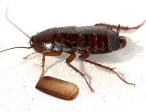 5 astuces pour localiser et éliminer les œufs de cafards de la maison