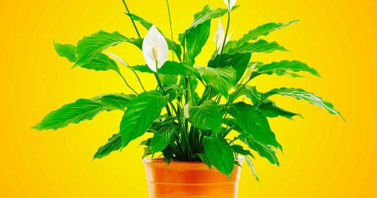 4 plantes qui attirent la chance et le bonheur d'après le Feng Shui