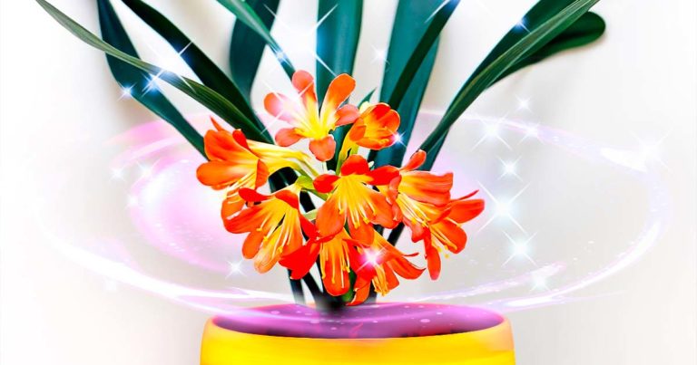 Le clivia : une fleur qui élimine les énergies négatives d'après le ...