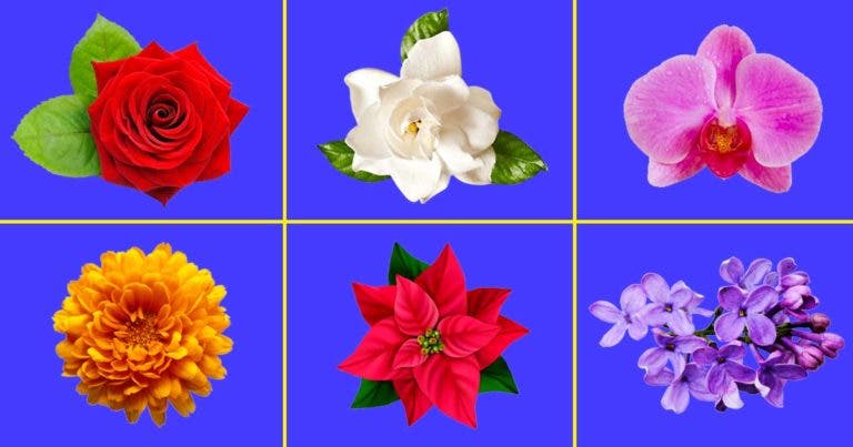 Quel est le guide du langage et la signification des plus belles fleurs