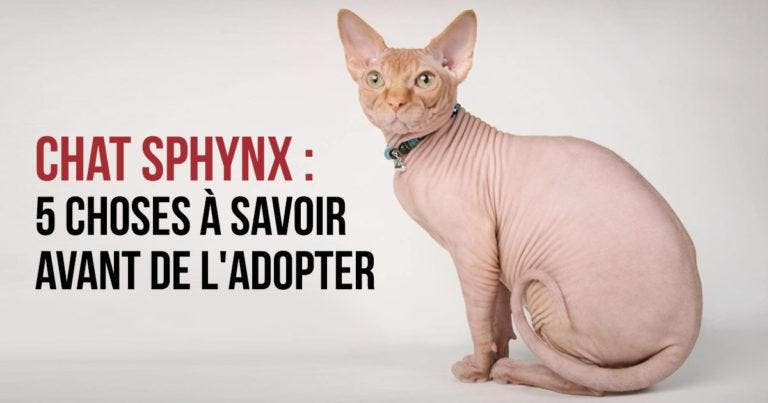 Chat Sphynx : 5 choses à savoir avant de l’adopter