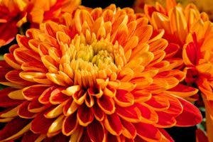 8 fleurs porte-bonheur qui attirent la chance et la prospérité