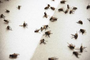 Tout savoir sur les poux rouge des poules et leur traitement