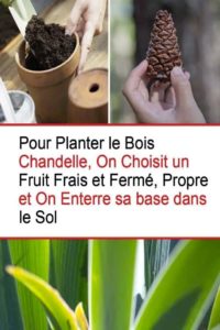 Comment cultiver un pin à partir d’une pomme de pin : Guide complet