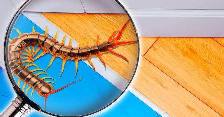 7 astuces pour éloigner les mille-pattes de la maison