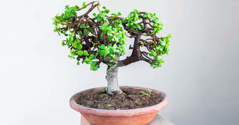 Arbre de jade (Crassula Ovata) : guide de plantation et d’entretien