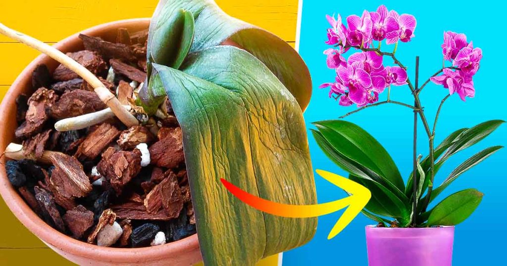 Comment faire refleurir une orchidée ? Nos 8 astuces
