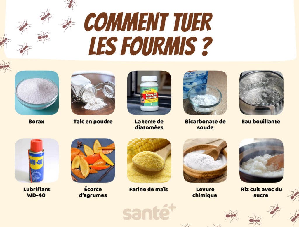 Comment tuer les fourmis dans votre maison ? 10 astuces