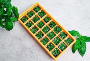 Comment congeler le basilic frais : 3 méthodes