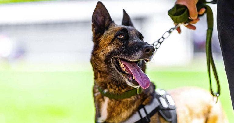 Devenir agent cynophile : quelle formation suivre