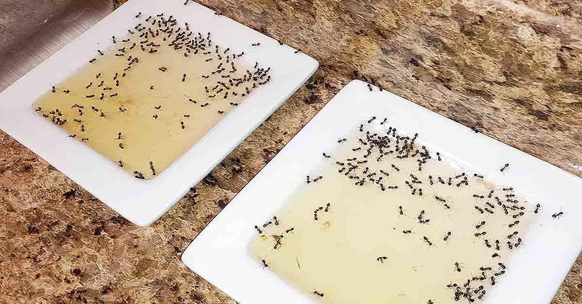 Anti-fourmi naturel : 13 solutions répulsives pour les éloigner de la ...