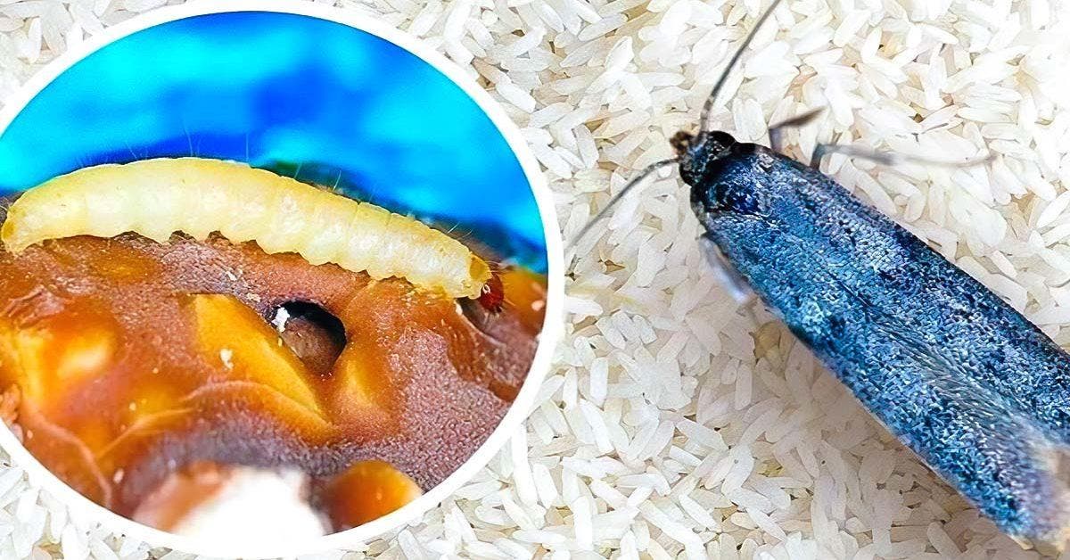 Comment se débarrasser des mites alimentaires ? Nos 20 astuces