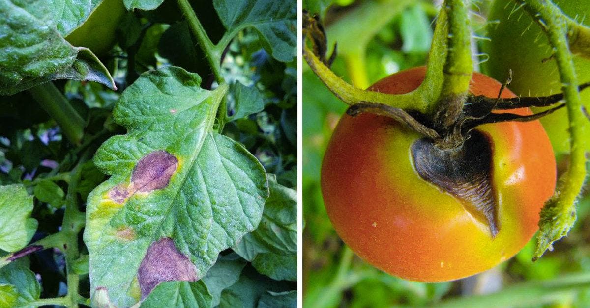 Mildiou tomate : 9 traitements naturels