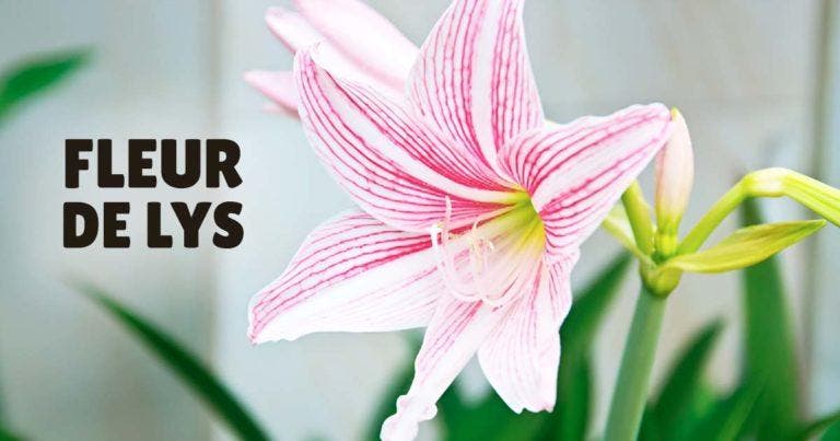 Fleur de lys : signification et symbolisme en fonction de sa couleur