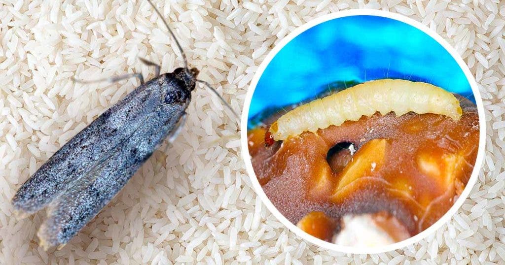 Comment se débarrasser des mites alimentaires ? Nos 20 astuces