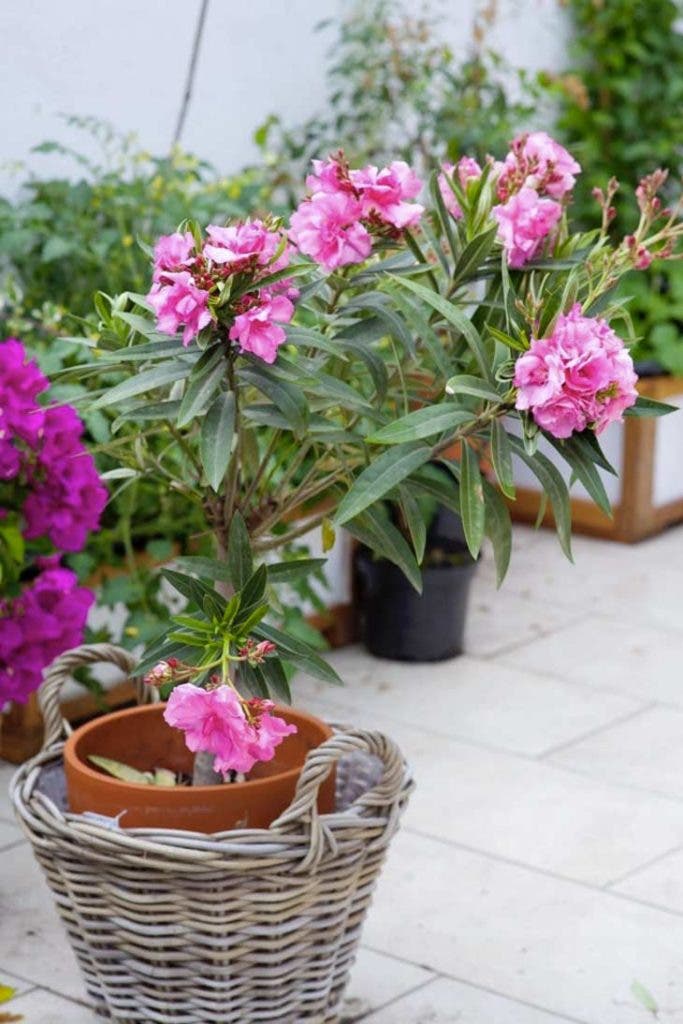 10 plantes toxiques à éviter à la maison