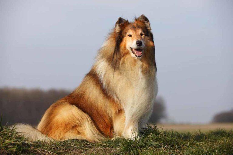 20 races de chiens à poils longs les plus élégants