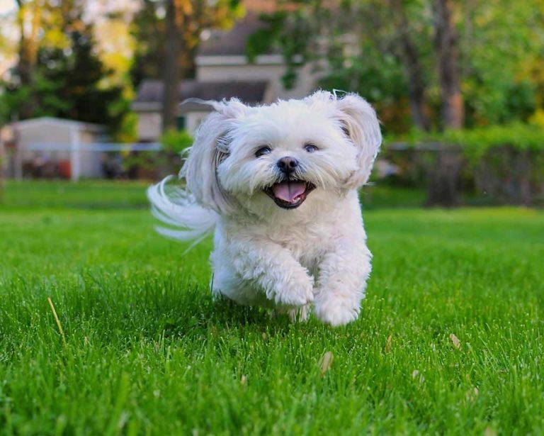 20 races de chiens à poils longs les plus élégants