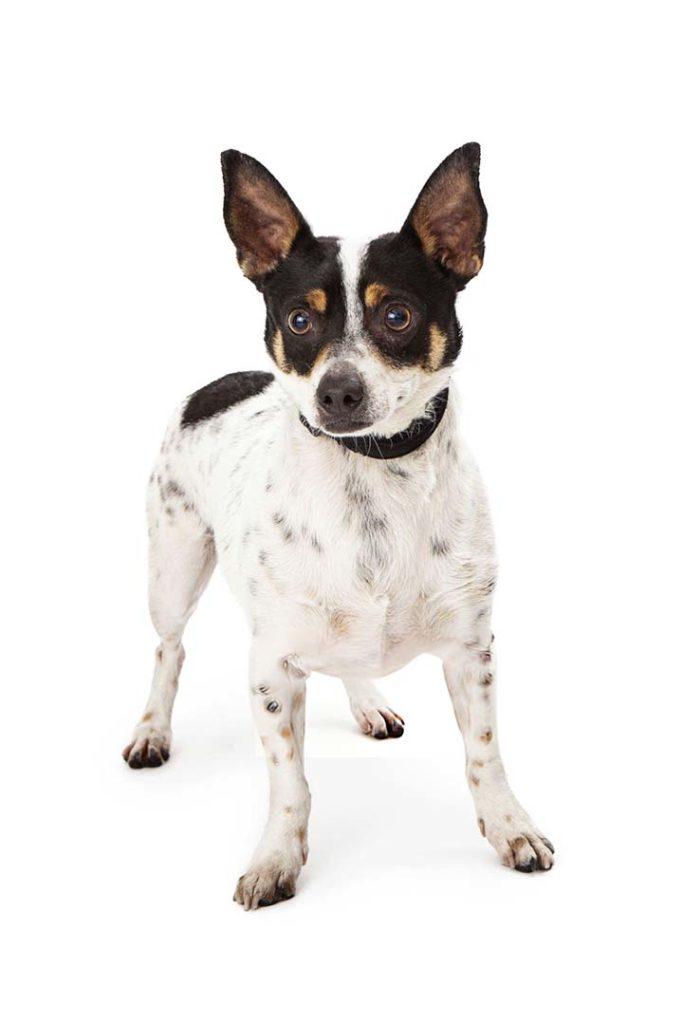 55 races de petits chiens qui font de bons animaux de compagnie pour ...