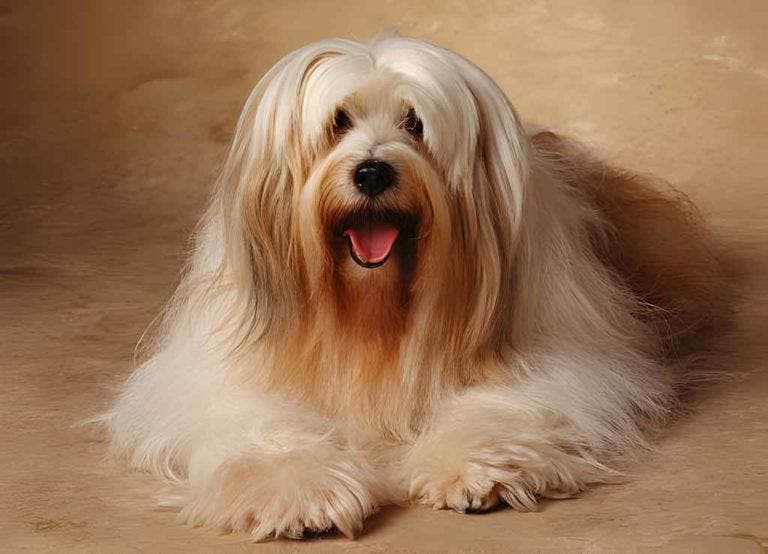 20 races de chiens à poils longs les plus élégants