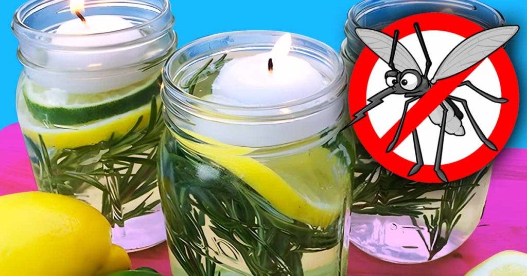 Comment éloigner les moustiques ? 6 répulsifs maison
